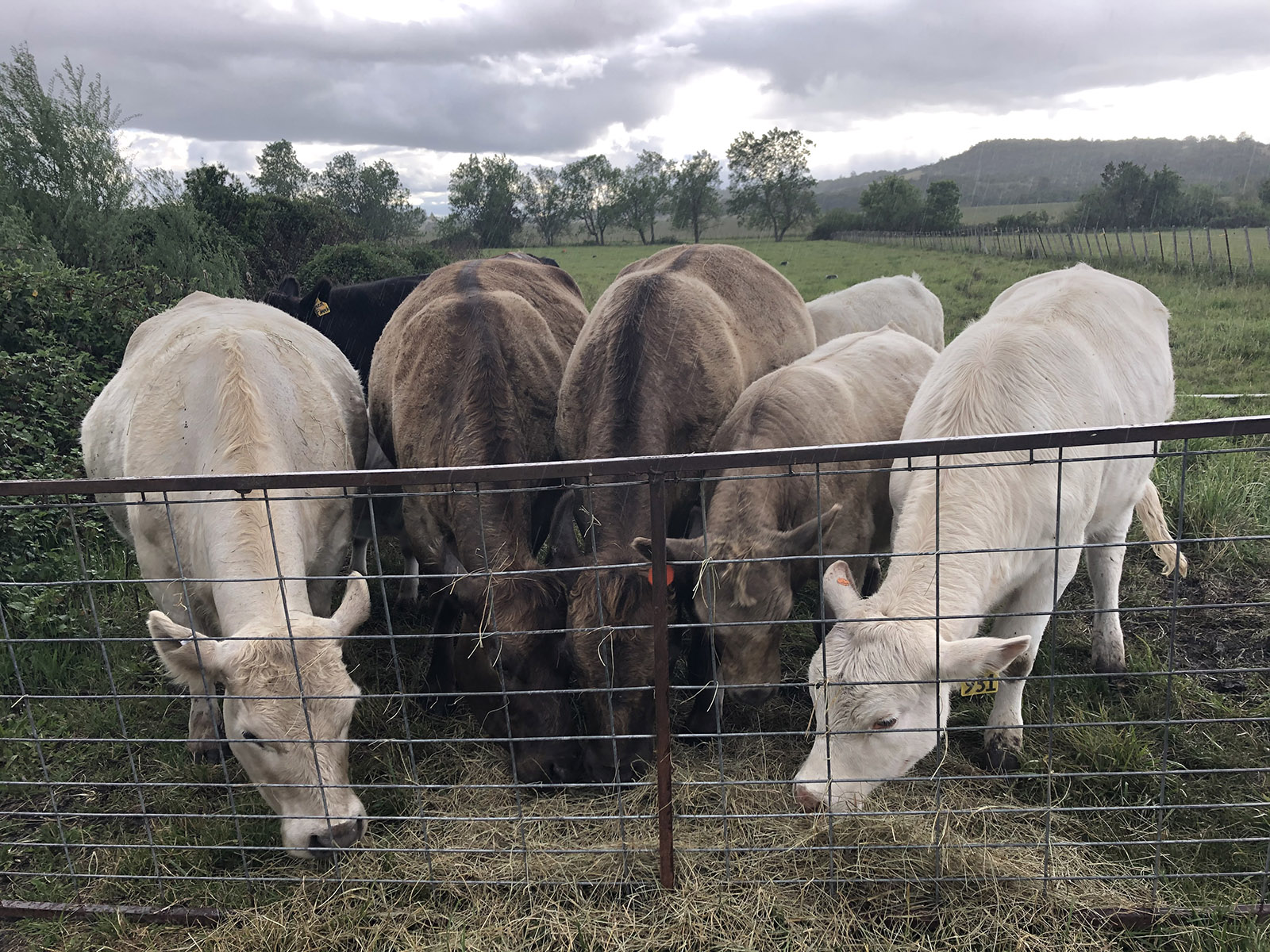 Murray Grey Cattle - Countryside